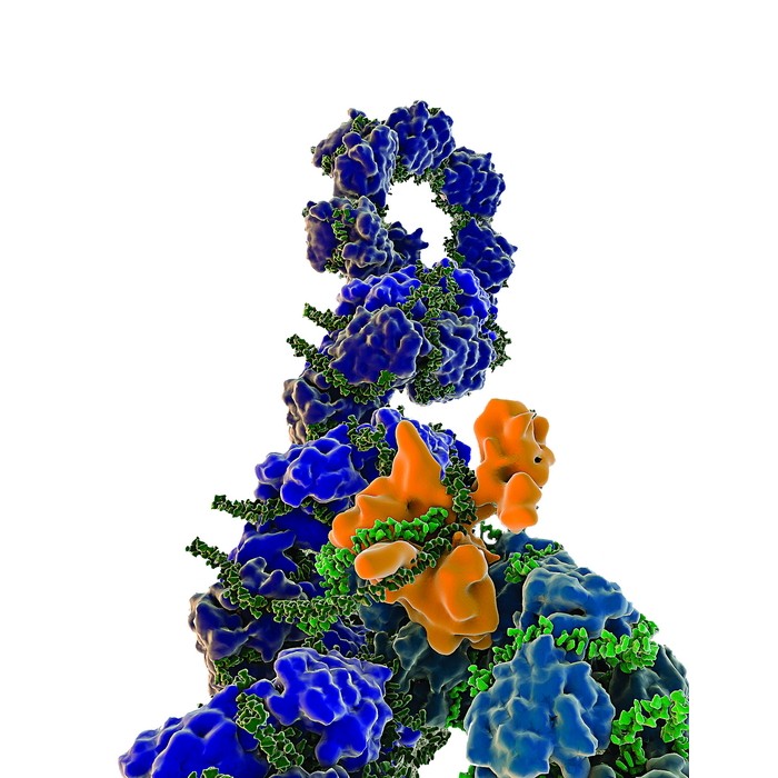 Inspecting Influenza