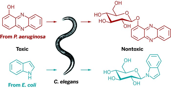 Worm Defends Itself By Chemical Detox