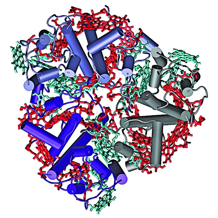 The Quantum Side of Photosynthesis
