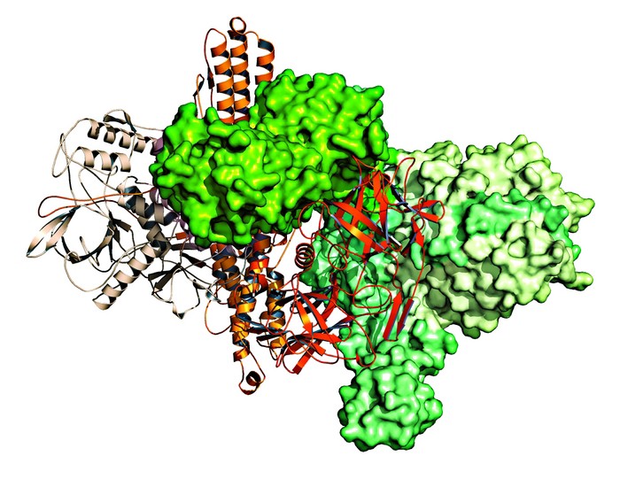 How A Toxin Avoids Digestion