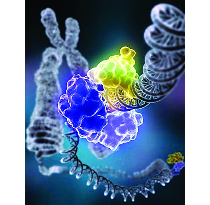 ‘Junk DNA’ Not So Junky