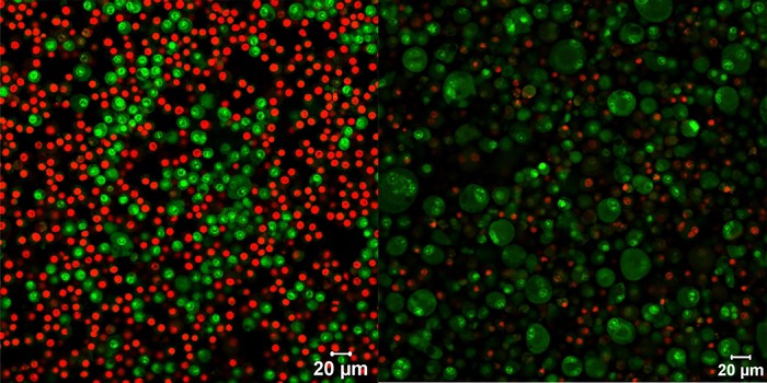 Coatings Influence Nanoparticle Toxicity