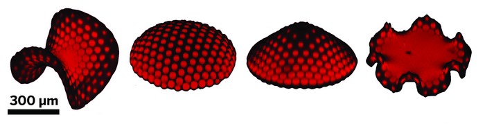 Polymer Sheets Shape Up