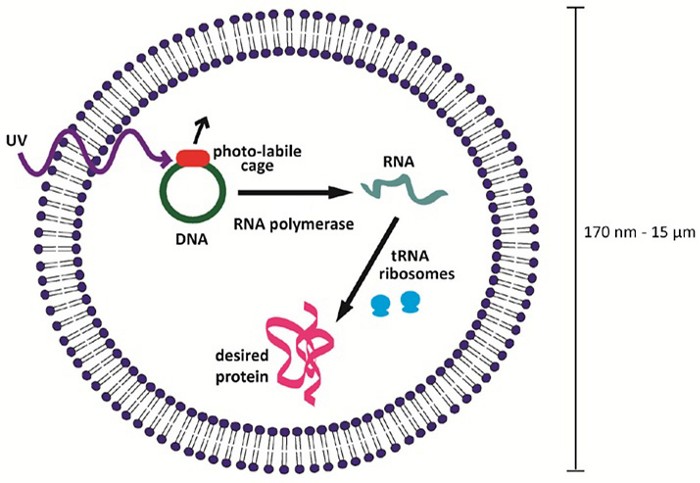Proteins In Small Packages
