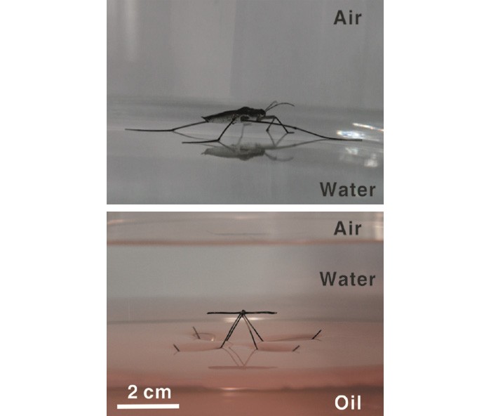 Insect-Inspired Device Skates Between Oil And Water