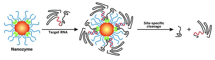 Nanoparticle Conjugates Mimic RNA Interference