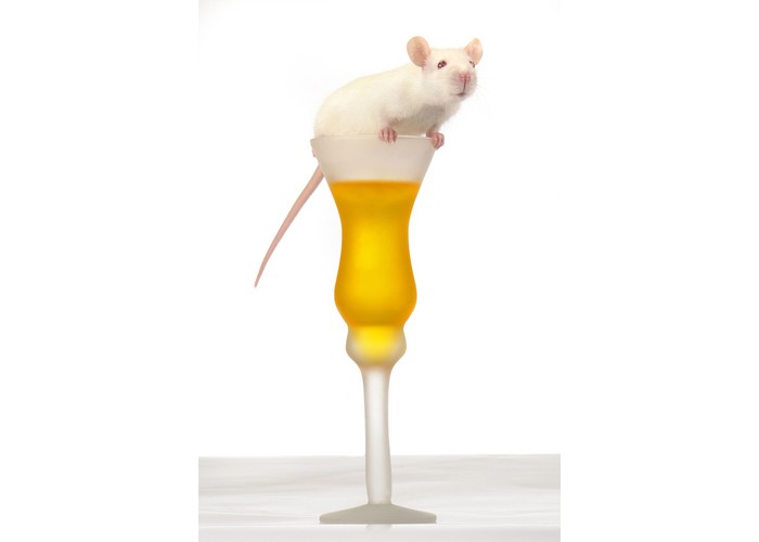 Electrode Measures Brain Alcohol Levels In Tipsy Rats