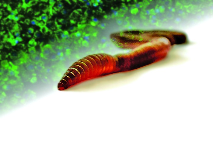 Worm Quantum Dot Factories