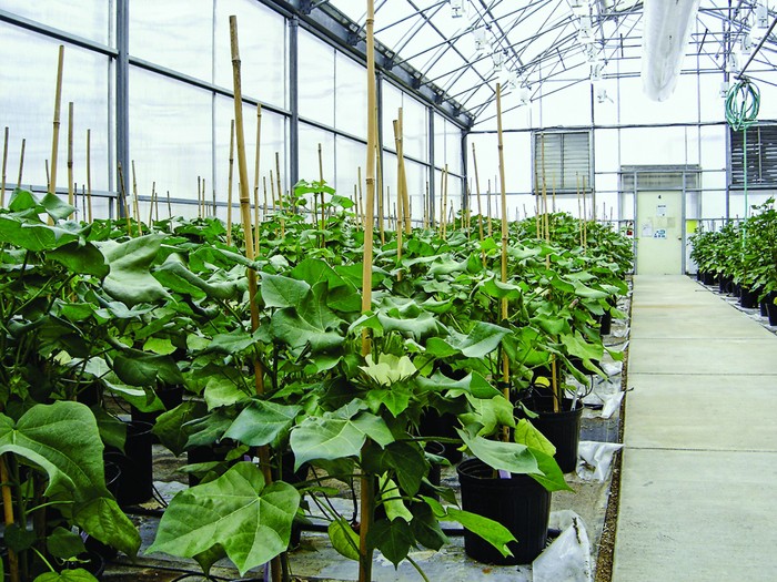 Monsanto Grows Plant Research In St. Louis