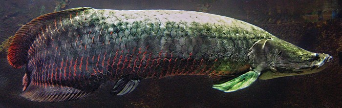 Flexibility Contributes To Fish Scales’ Toughness