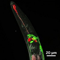 New Copper Sensor Probes Metal Ion’s Roles In Nerve Circuits