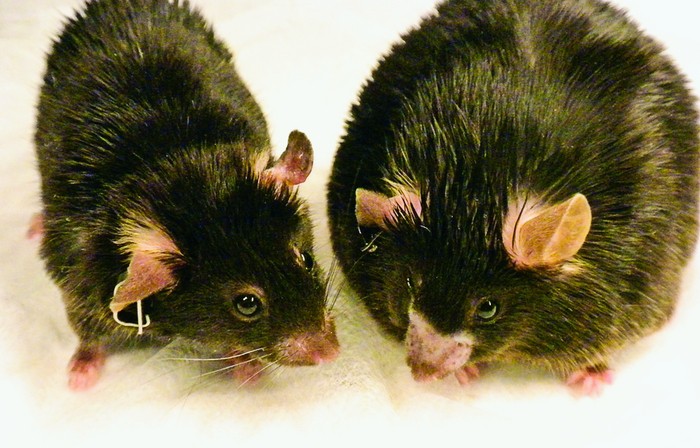 Asthma Drug Slims Fat Mice