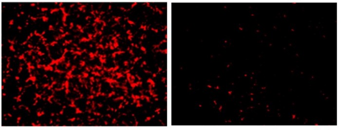 Bacterial Sentinels Patrol For Pathogens