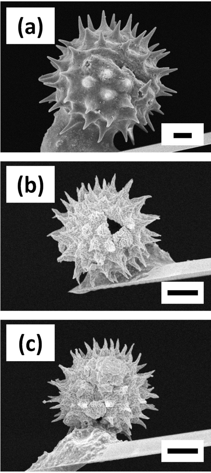 Mimicking Pollen’s Sticky Tricks
