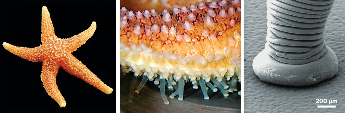 Chemical Secrets Of Starfish Stickiness