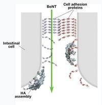 Structure-superlong-ice-binding-protein-reported