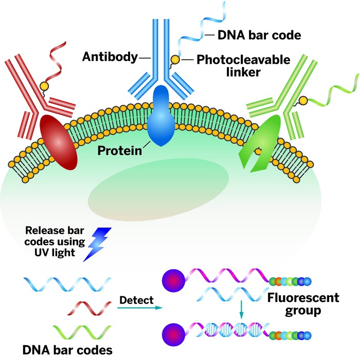 Spotting Many Different Proteins On Single Cells