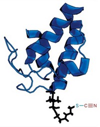 Megaenzyme Mechanisms Revealed