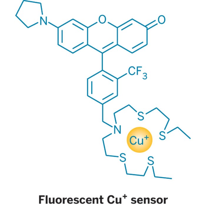 New Copper Sensor Probes Metal Ion’s Roles In Nerve Circuits