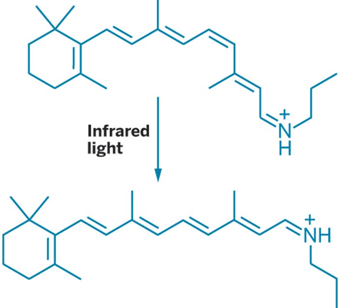Humans See IR Light When Photons Double Up