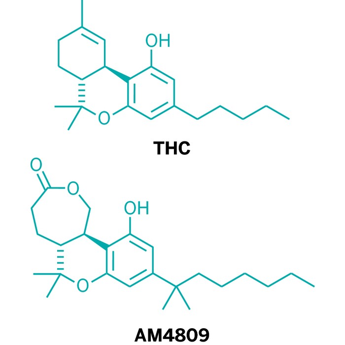 Analogs Of Marijuana Active Ingredient May Have More Predictable ...