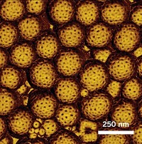 Charged-Polymers-Package-Proteins