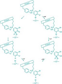 radical-enzyme-catalysis-organometallic-intermediate