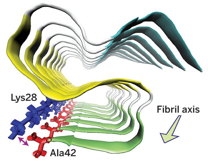 Amyloid-Fibril-Unusual-Structure