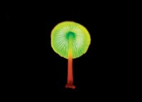 Nitroprusside-Color-Mystery-Resolved