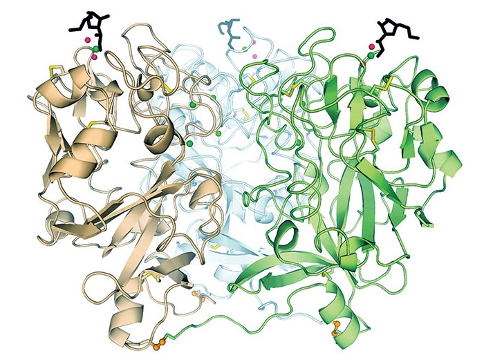 Human Sugar-Binding Protein Exclusively Binds Microbial Sugars