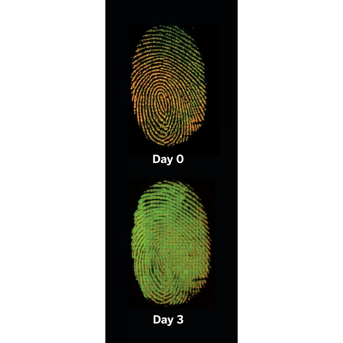 Determining The Age Of Fingerprints