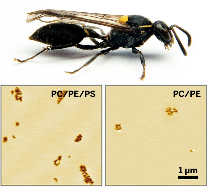 Wasp Venom Peptide Selectively Punctures Cancer Cell Membranes