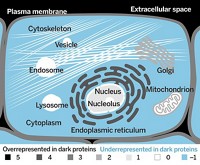 The Protein ‘Periodic Table’