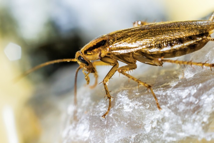 Gut Bacteria Help Roaches Get Together