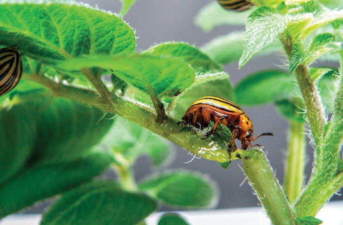 New Insecticidal Strategy Kills Crop Pests With RNA Interference