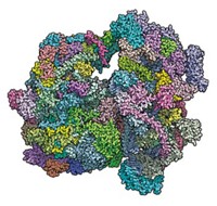 Mitochondrial-Ribosome-Structures-Captured