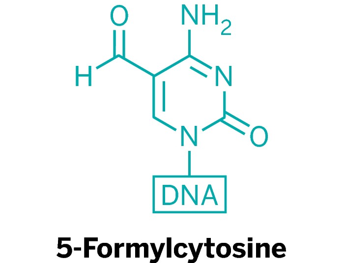Modified DNA Base 5-Formylcytosine Has A Specific Biological Role
