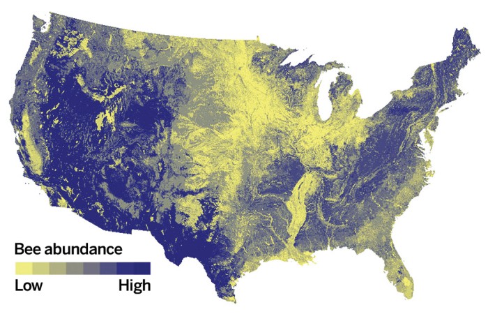 Wild Bees Decline In U.S.