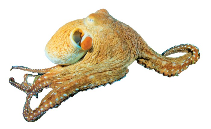 Octopus inspires electroluminescent skin
