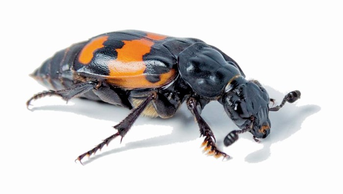 How beetle moms tell mates to bug off