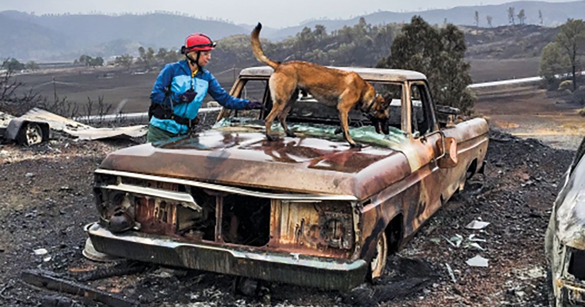 How Long Does It Take For A Dogs Body To Decompose In The Ground