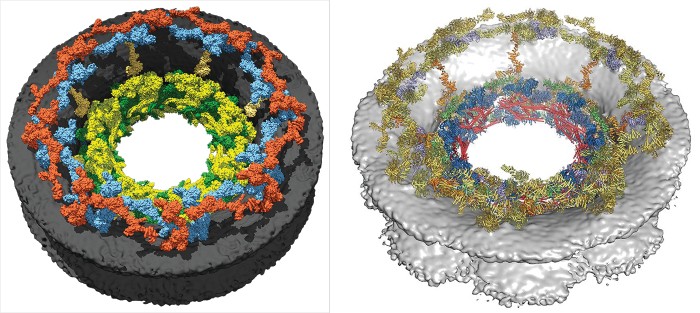 New close-up views of the nuclear pore complex