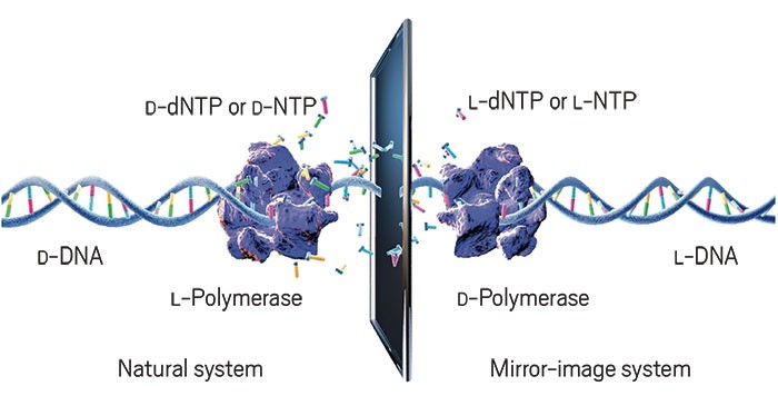 Mirror-image polymerase copies and transcribes DNA