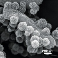 Subtle-Interplay-Nanoparticles-Bacteria