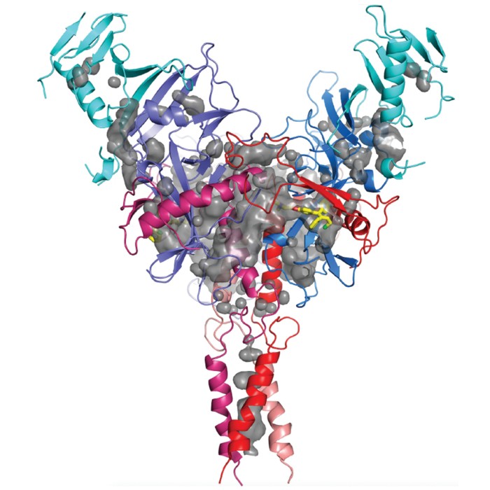Structure of Ebola virus’s glycoprotein reveals an Achilles heel