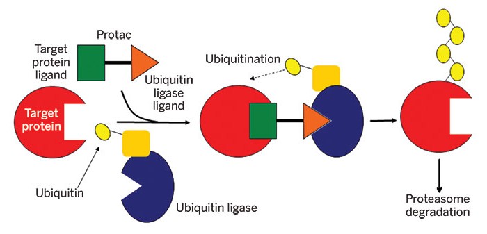 How Chemists Are Sending Bad Proteins Out With The Cellular Trash