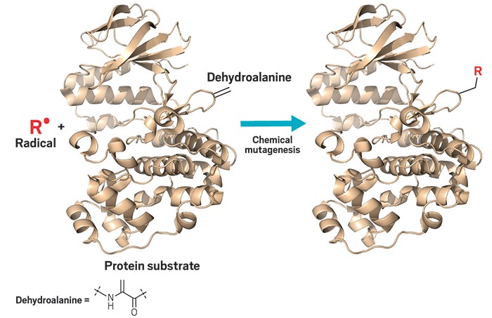 Radical protein modifications