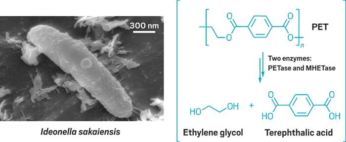 Worlds-first-PET-munching-microbe