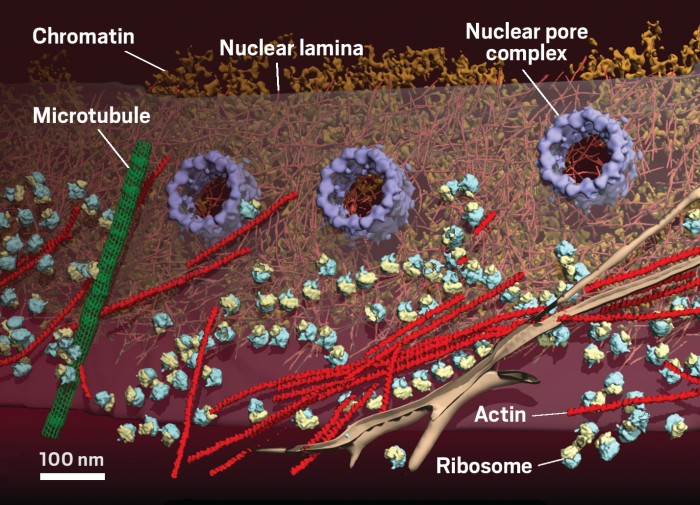 Cryo-electron tomography provides first view of a cell’s nucleus in its ...