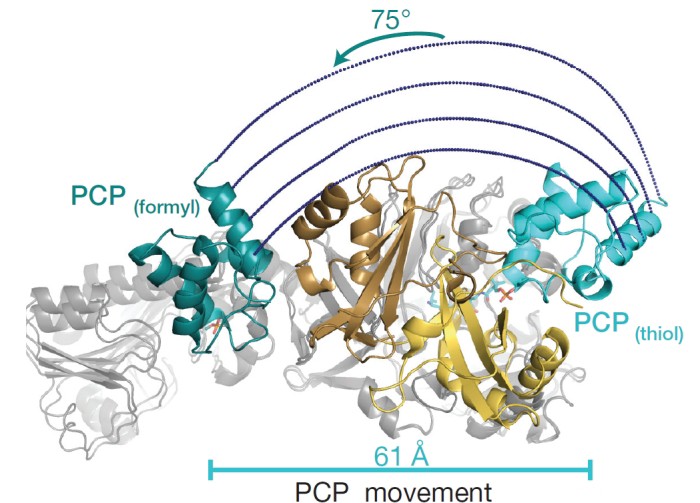 X-ray ‘Snapshots’ Reveal Details Of How Megaenzymes Synthesize Natural ...